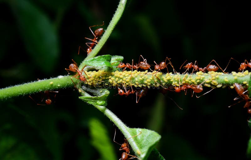 Close Up of Red Ant on Plant Stock Photo - Image of pest, behavior ...