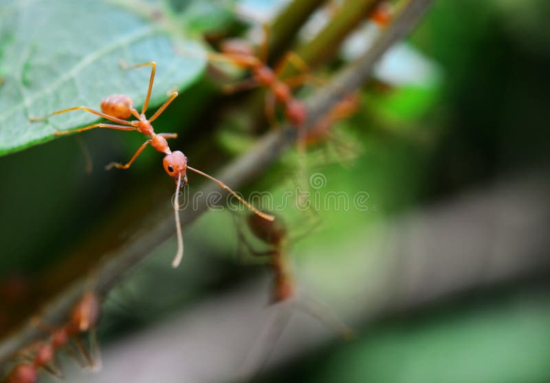 Close Up of Red Ant on Plant Stock Image - Image of behavior, close ...