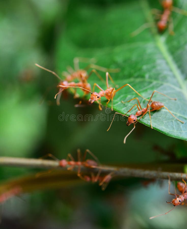 Close Up of Red Ant on Plant Stock Photo - Image of scale, rain: 79427364