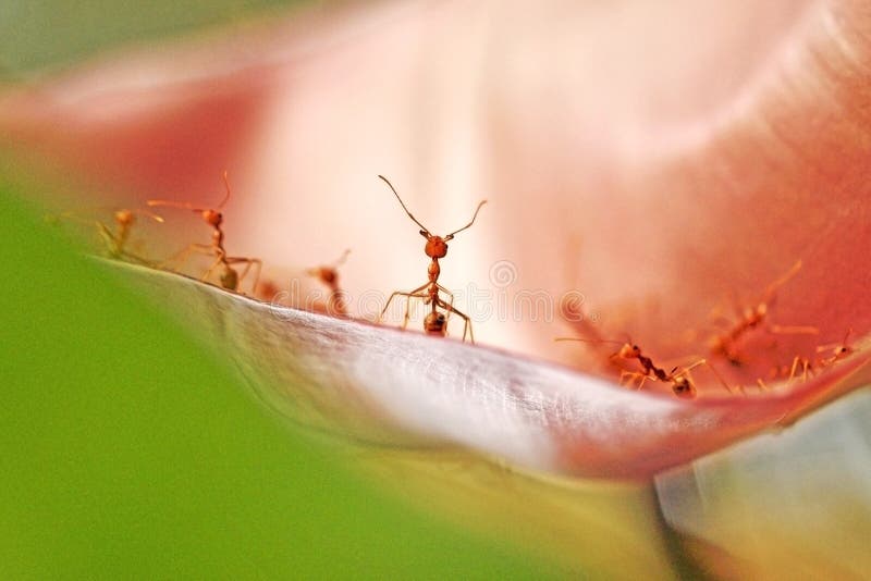 368 Ant Stand Stock Photos - Free & Royalty-Free Stock Photos from ...