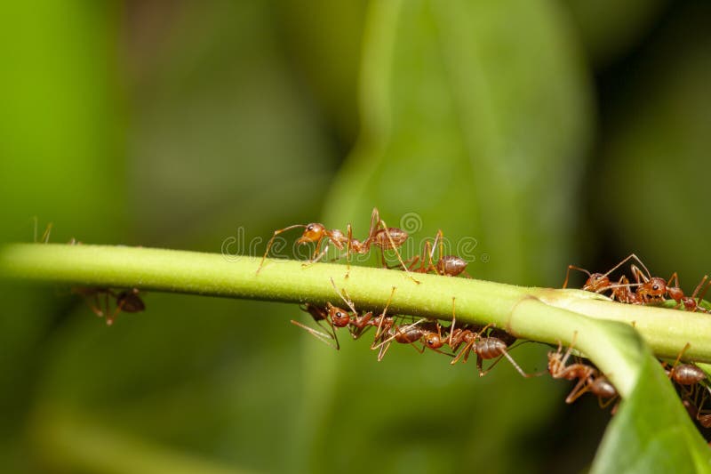 Close Up Red Ant on Stick Tree in Nature at Thailand Stock Image ...