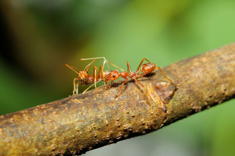 Close Up Red Ant on Stick Tree in Nature at Thailand Stock Image ...