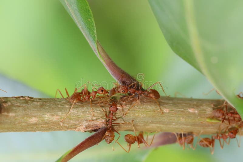Close Up Red Ant on Stick Tree in Nature at Thailand Stock Photo ...