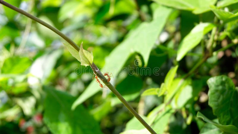Close Up Red Ant on Stick Tree in Nature at Thailand,red Ant on Tree ...