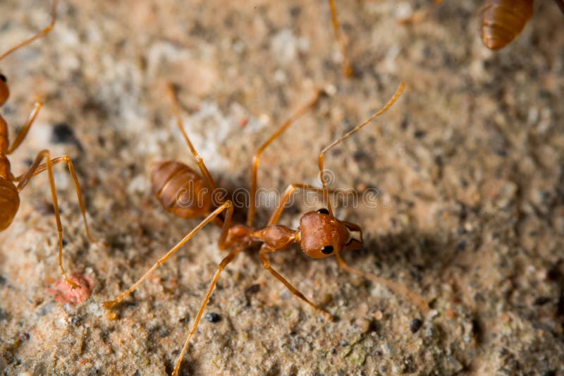 Close Up Red Ants on the Floor Stock Image - Image of animal, closeup ...