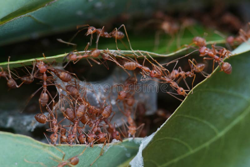 Close-up Red Ants Help Build Nests from Leaves. the Concept of Joining ...