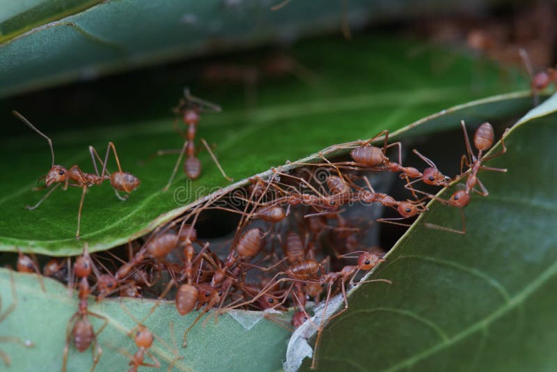 Close-up Red Ants Help Build Nests from Leaves. the Concept of Joining ...
