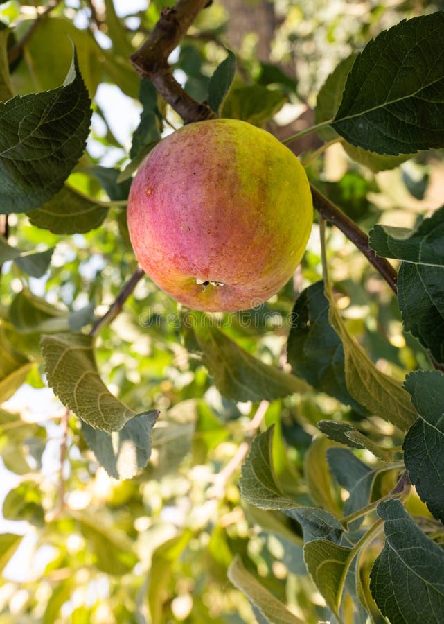 Red Apple in a Tree during Autumn Stock Photo - Image of apple, food ...