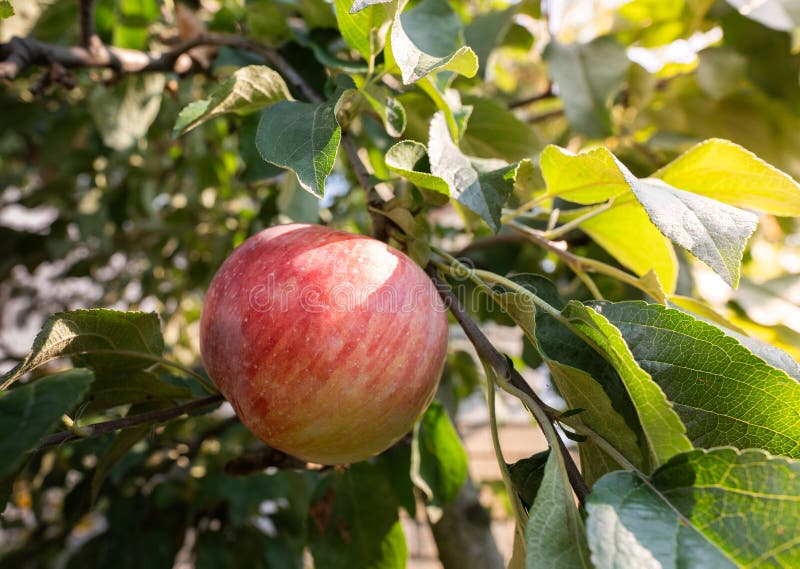 Red Apple in a Tree during Autumn Stock Image - Image of farm, organic ...