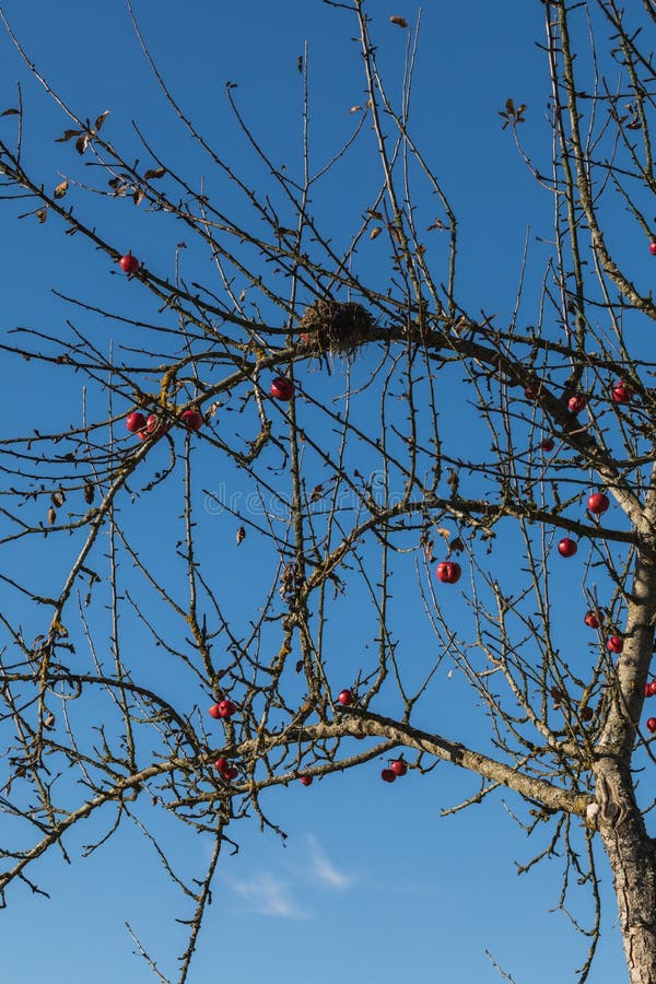 Close Up of Red Apple Tree, Blue Sky in Background Stock Photo - Image ...