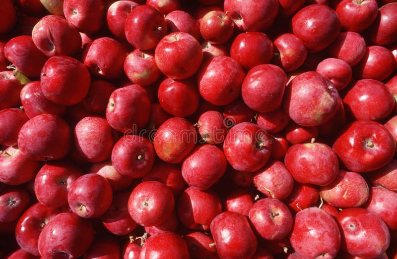 Close-up, Red Apples on the Counters. Against the Background of Oranges ...