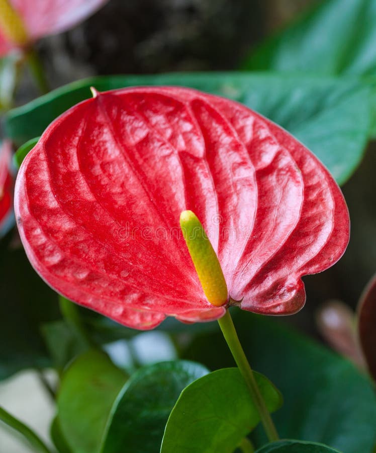 Close Up of a Red Arum Lily. Stock Photo - Image of botany, color ...