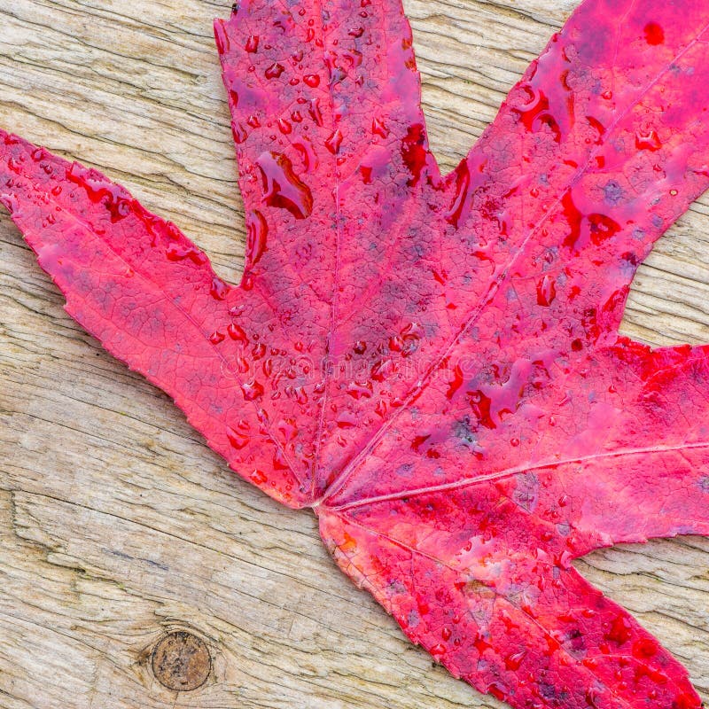 Close Up of a Red Autumn Leaf Stock Photo - Image of rough, golden ...