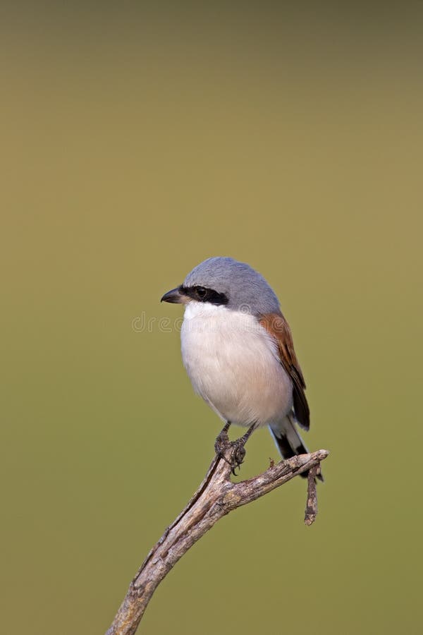 Close-up of Red-backed Shrike Stock Image - Image of redbacked ...