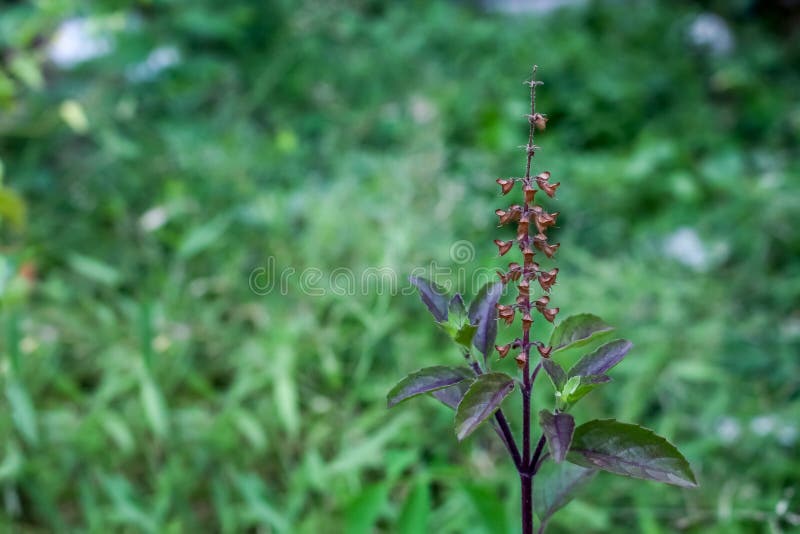 Close Up Red Basil Flower on Red Basil Tree Stock Photo - Image of ...