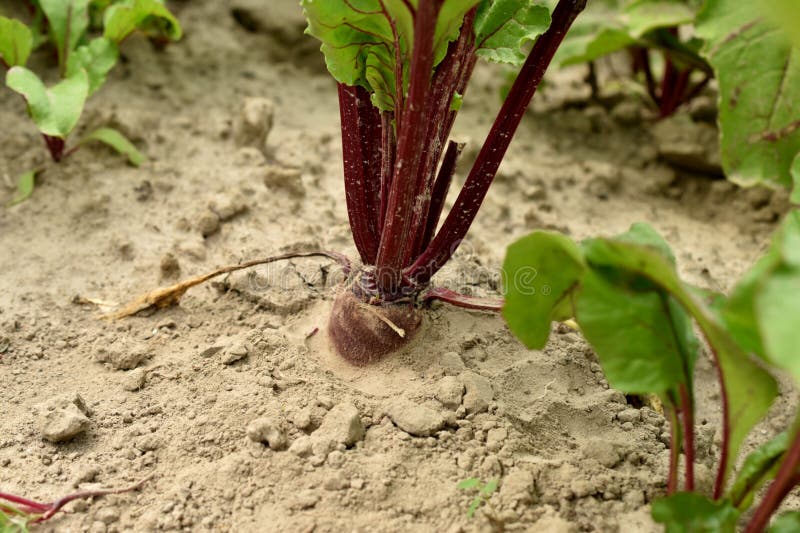 Close-up of Red Beets in the Vegetable Garden. Stock Photo - Image of ...