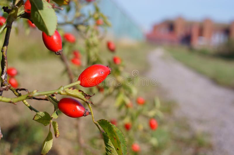 Close Up of Red Berries in Autumn Stock Image - Image of soft, nature ...