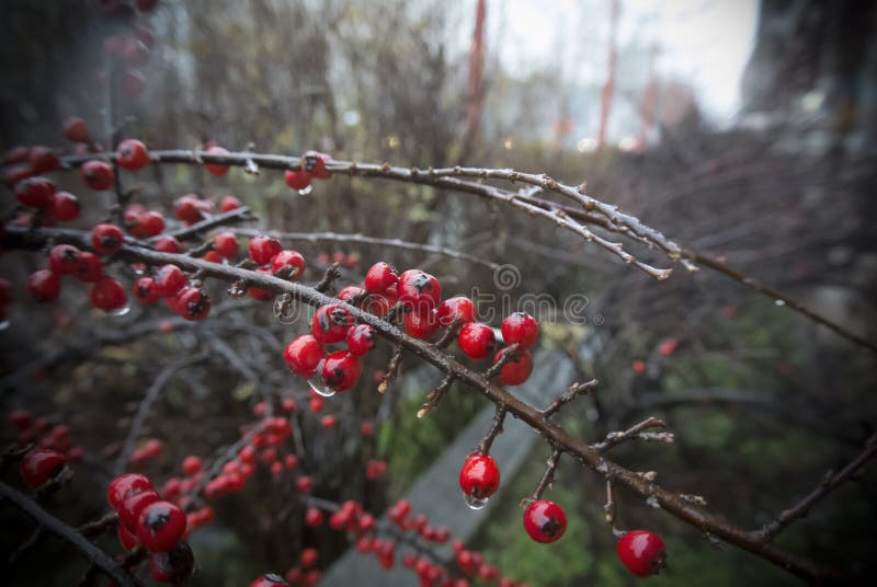Red Berries after Rain stock photo. Image of autumn - 122620722