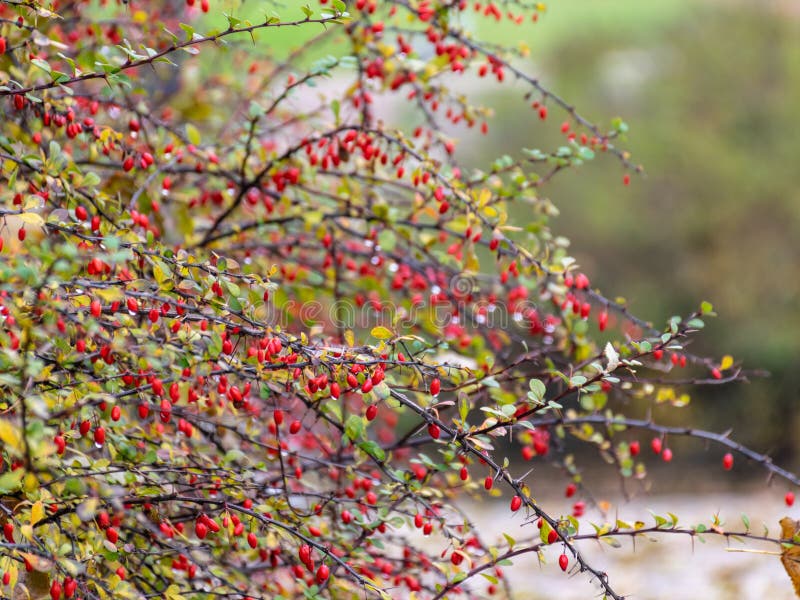 Close-up of Red Berry Bush in Autumn Park Stock Photo - Image of ...