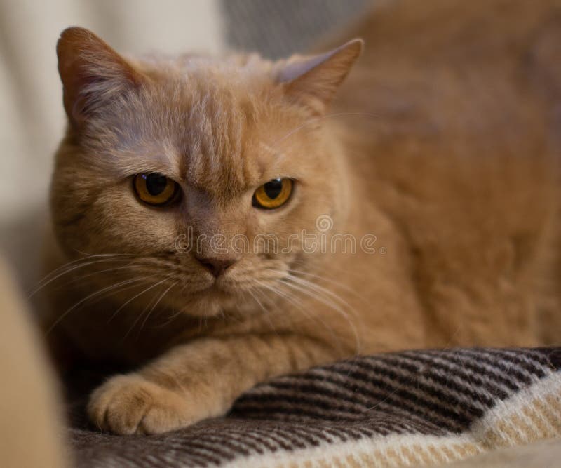 Close-up Red Big Cat Looks at the Camera. the Cat is Very Angry. Stock ...