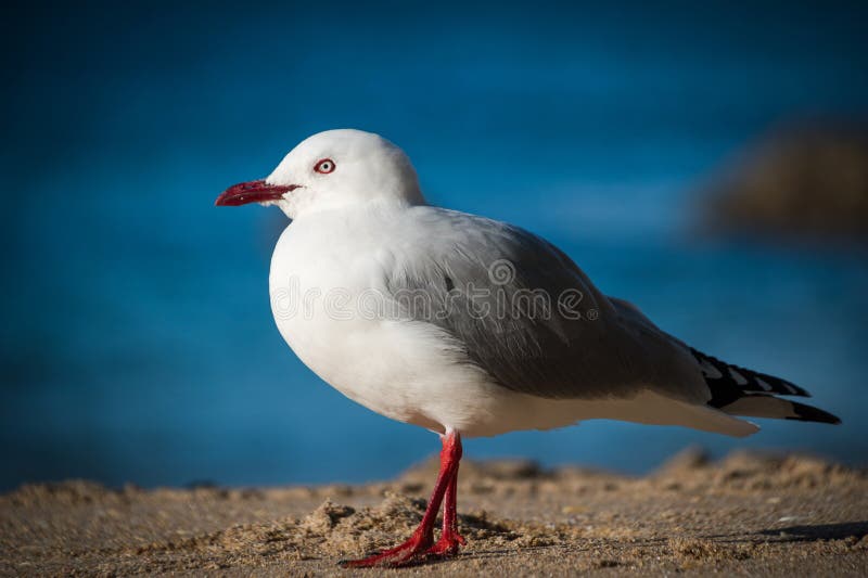 Close Up of a Seagull at the Beach Stock Photo - Image of gull, gulls ...
