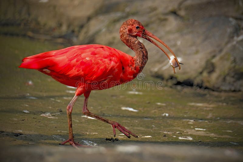 Close Up of Red Bird Scarlet Ibis, Selective Focus. Stock Image - Image ...