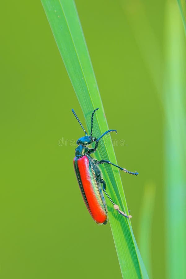 Red blister beetle stock photo. Image of wildlife, nature - 157431414