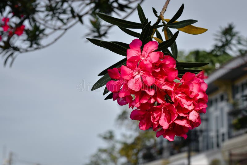 Close up of red blossom stock image. Image of healthy - 219655219