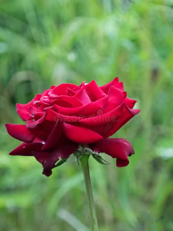 Close-up of Red Blossom of Rose Isolated in Front of Green Grass Stock ...