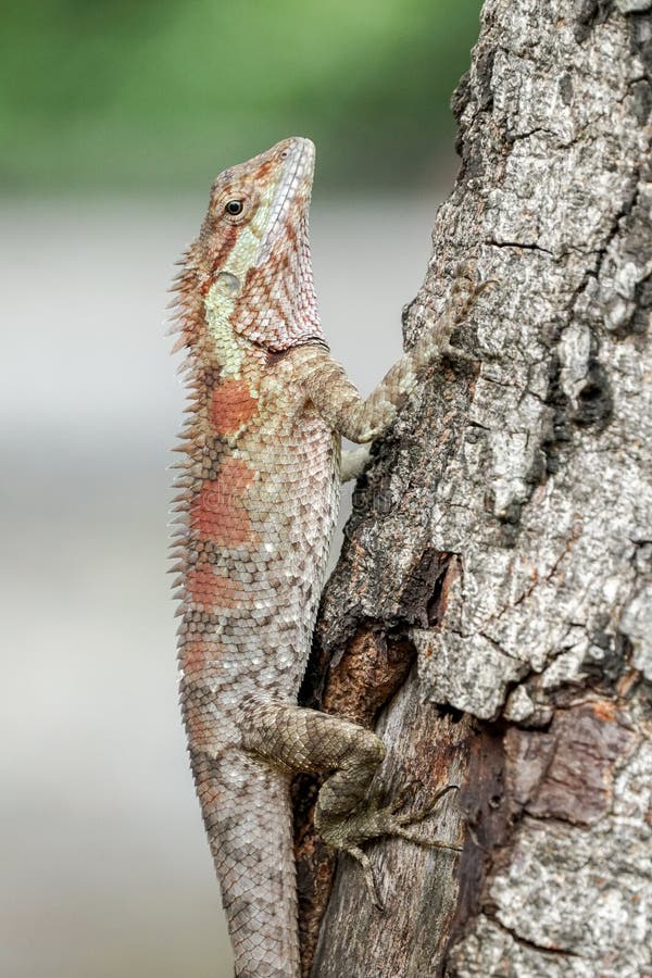 Close Up of a Red Blue-crested Lizard Stock Photo - Image of texture ...