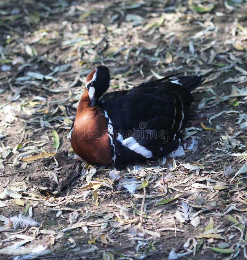 Red breasted goose stock image. Image of feather, duck - 99629319