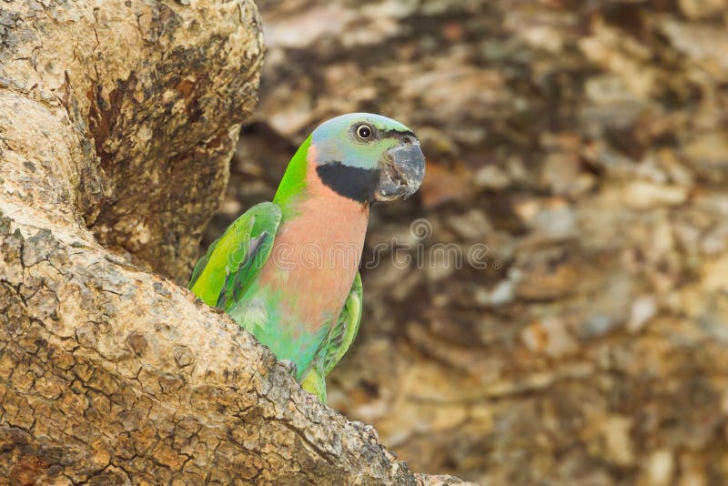 Close Up of Red-breasted Parakeet Stock Photo - Image of forest, eyes ...