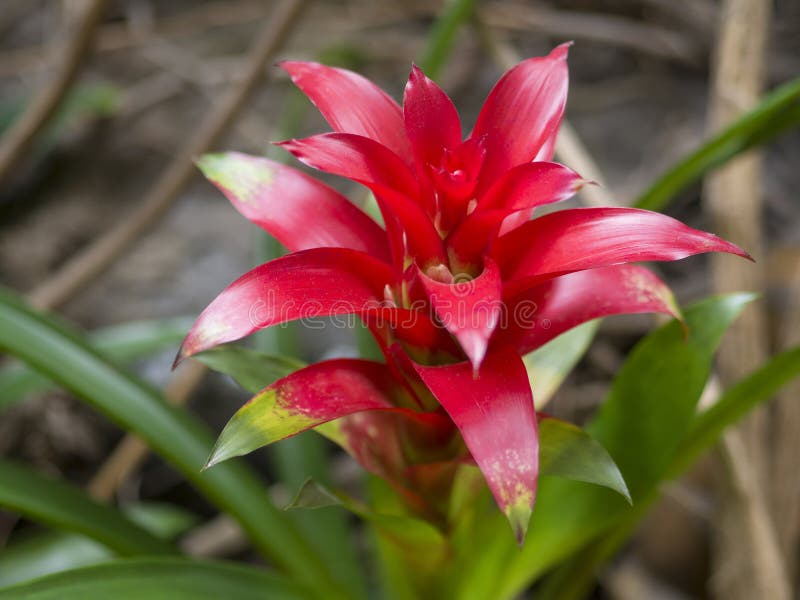 Close Up Red Bromeliad Bromeliaceae Plant Tropical Flower Stock Image ...