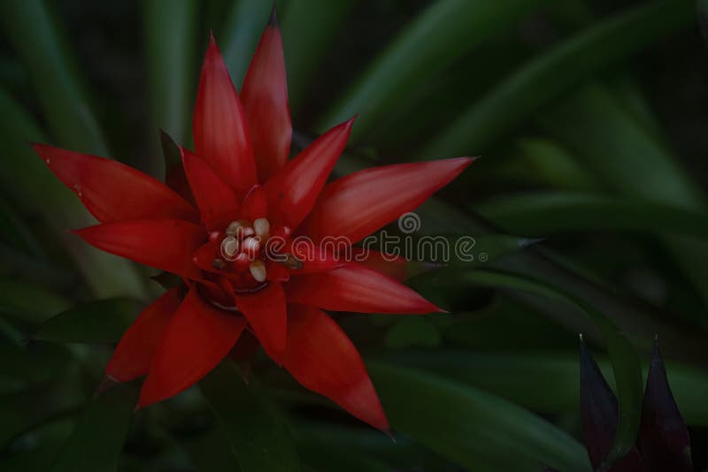 Red Bromeliad flower stock image. Image of petals, garden - 232907039