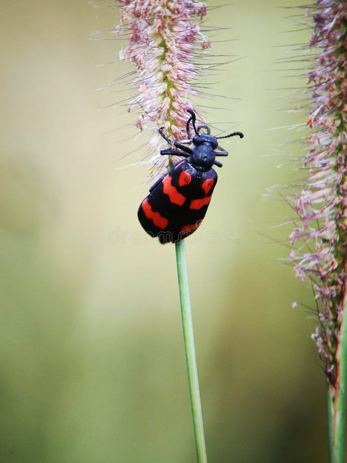 Close Up Red Bug on Stem Plant Stock Photo - Image of close, stem ...