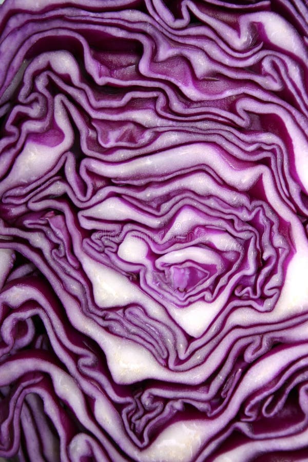 Close up of red cabbage stock image. Image of tasty, food - 13046715