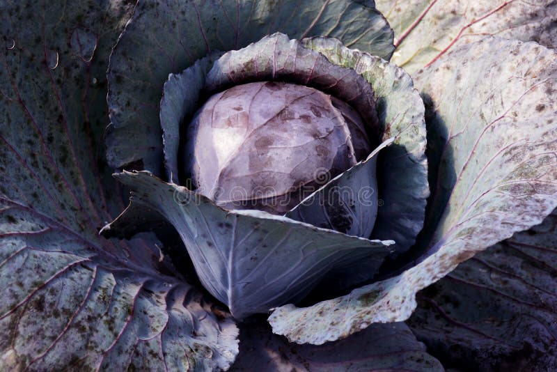 Fresh red cabbage. stock image. Image of cabbage, nutrition - 136397433