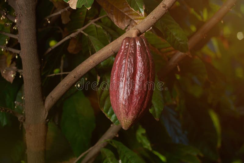 Close-up of red cacao pod stock photo. Image of farm - 143399444