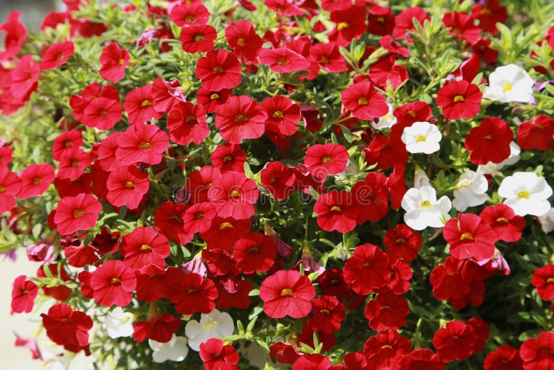Close Up of Red Calibrachoa Stock Image - Image of summer, garden ...