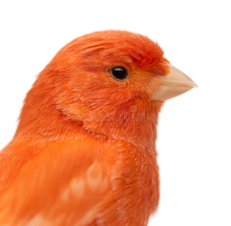 Red Canary, Serinus Canaria, Perched Stock Image - Image of people ...