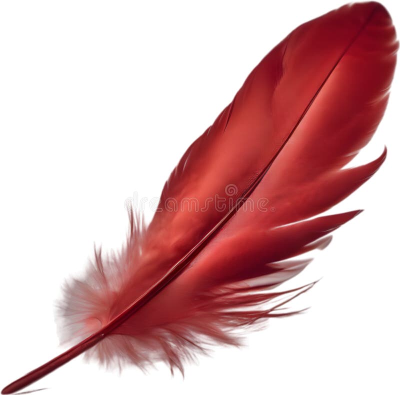 Close-up of Red Cardinal-inspired Feathers. Stock Photo - Illustration ...