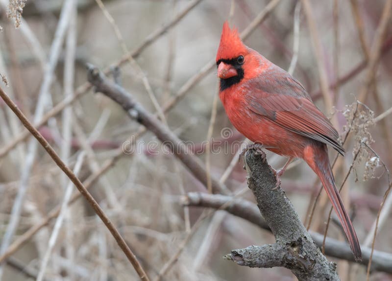 Close Up of a Red Cardinal Sitting on a Bare Tree Branch Stock Image ...