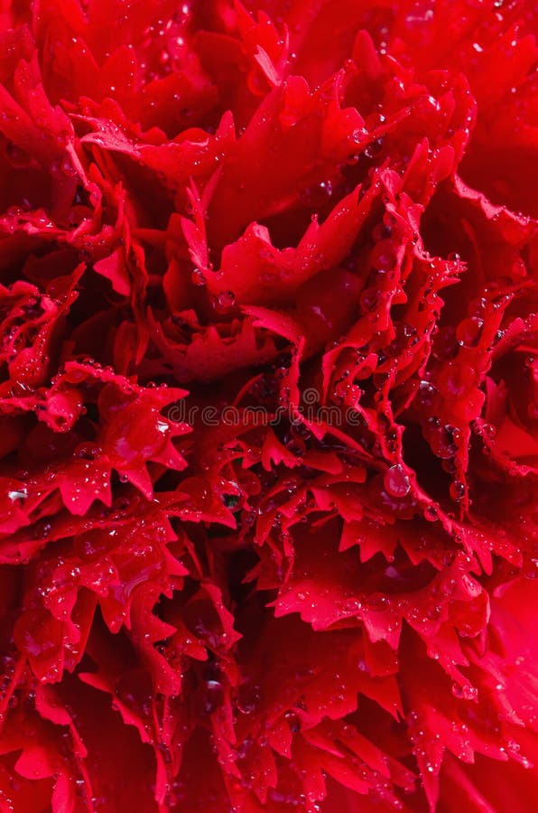 Close up red carnation stock image. Image of freshness - 28514821