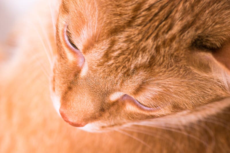 Close Up. Red Cat`s Head from the Top Stock Image - Image of kitten ...