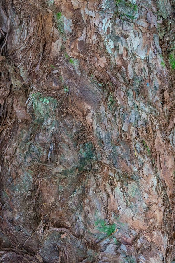 Close Up of Red Cedar Tree Trunk Bark Texture Stock Photo - Image of ...