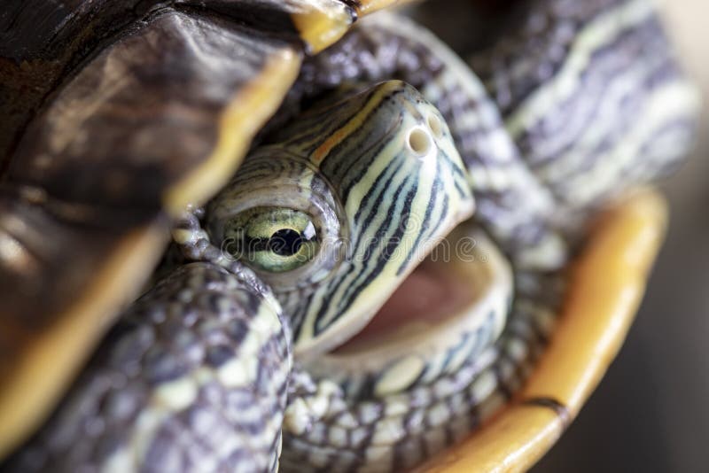 Red Cheeked Mud Turtle Stock Photos - Free & Royalty-Free Stock Photos ...