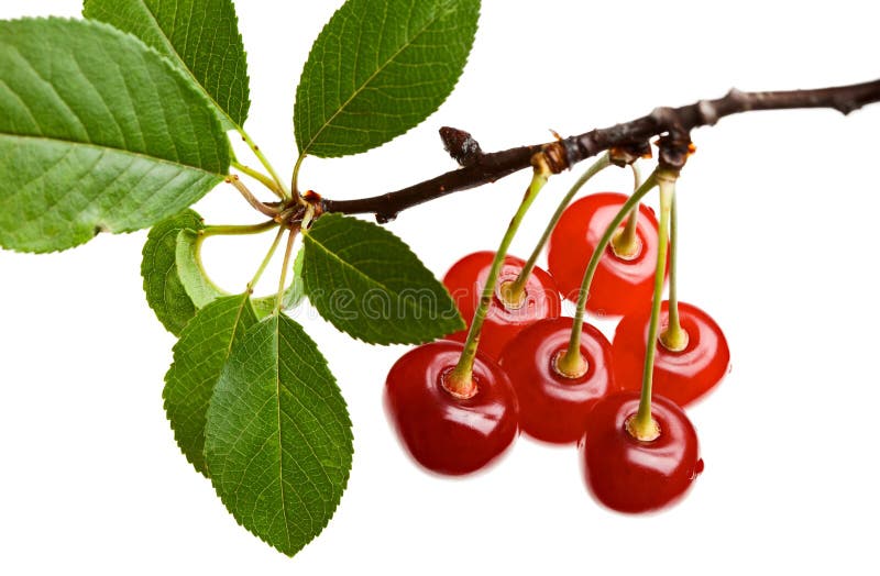 Close Up of Red Cherry Branch Stock Image - Image of isolated, macro ...