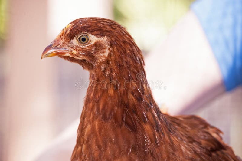 Close Up of Red Chick stock image. Image of feathers - 53718939