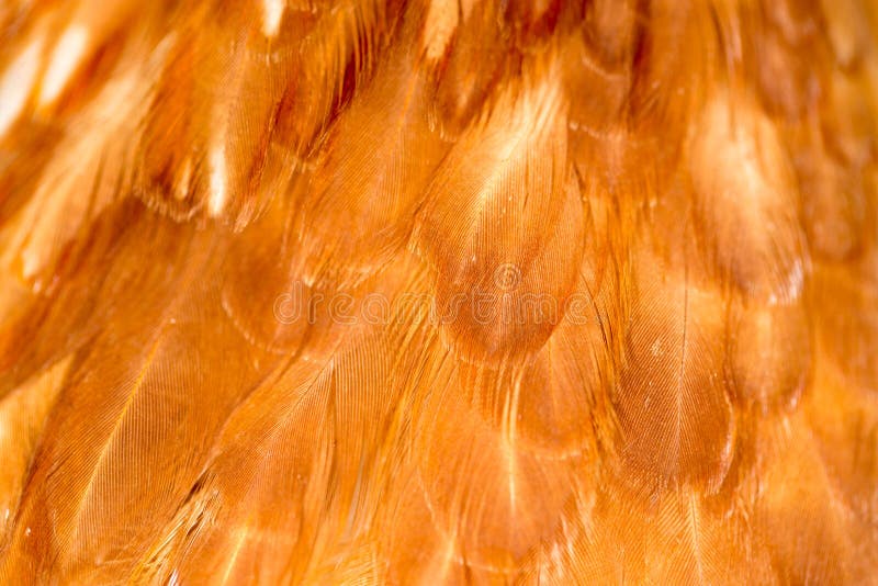 A Close-up of Red Chicken Feathers Stock Image - Image of decorative ...