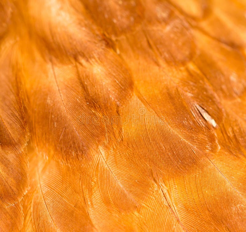A Close-up of Red Chicken Feathers Stock Photo - Image of material ...